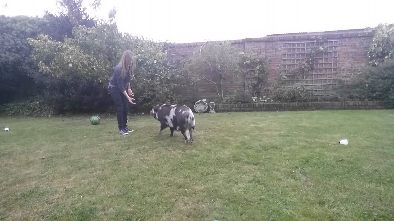 Trained Micro Pig 2 "April" - YouTube