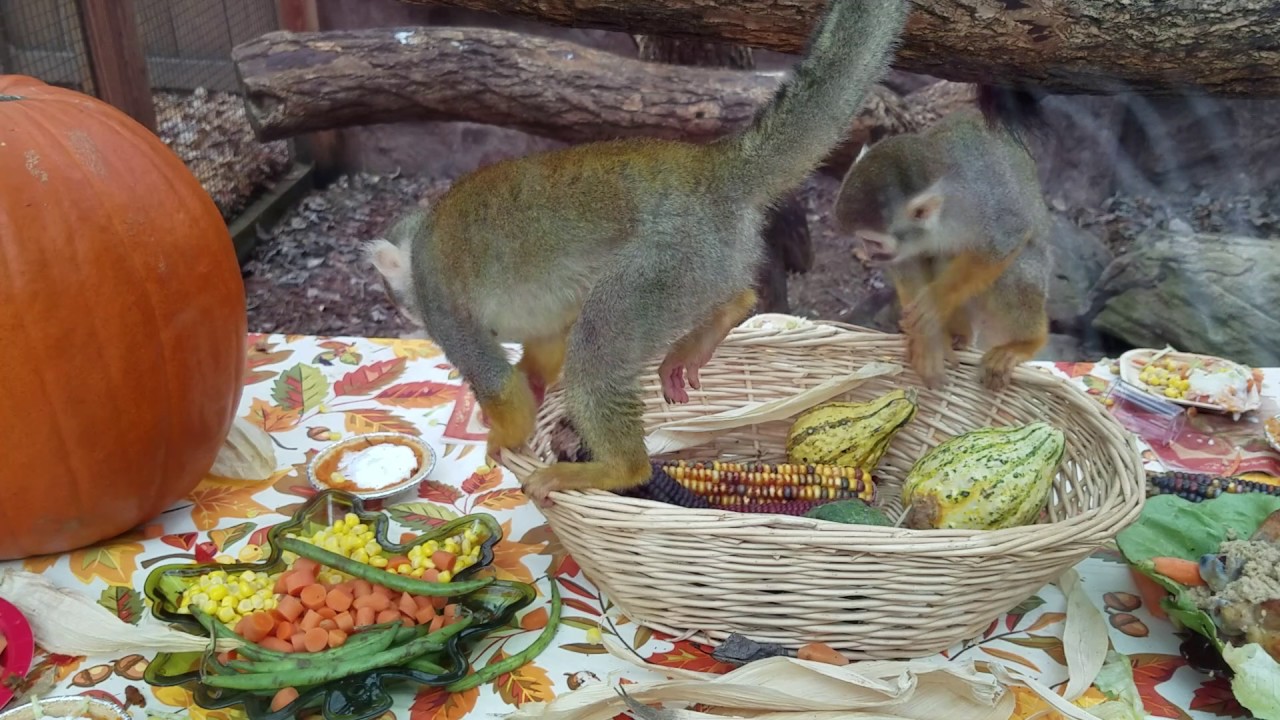 Squirrel Monkey Thanksgiving Feast- Living Treasures Moraine - YouTube