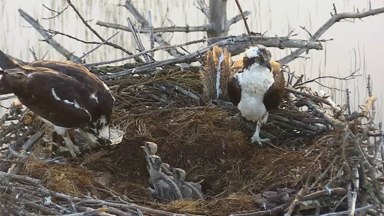 ~ Osprey Cam Nova Scotia - Rybołowy - KARMIENIE TROJACZKÓW ~ Kanada 18 ...
