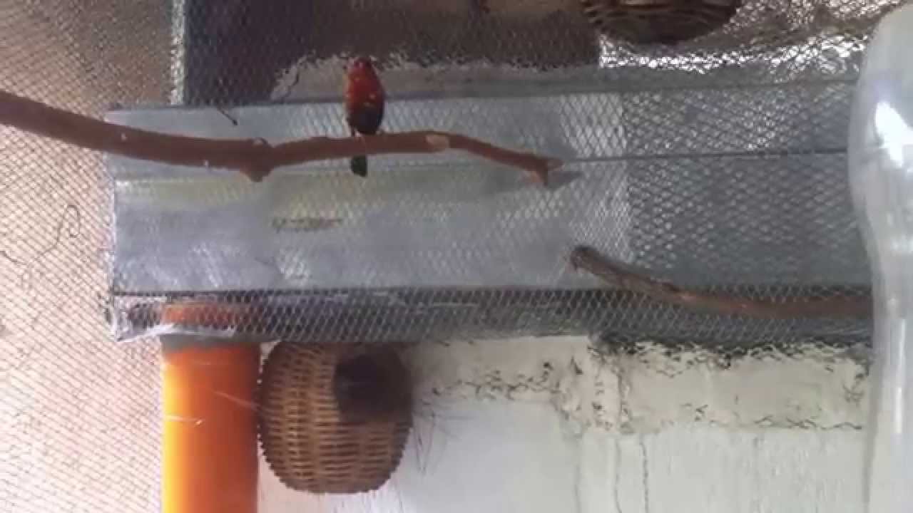 Exotic Finches enclosure - YouTube