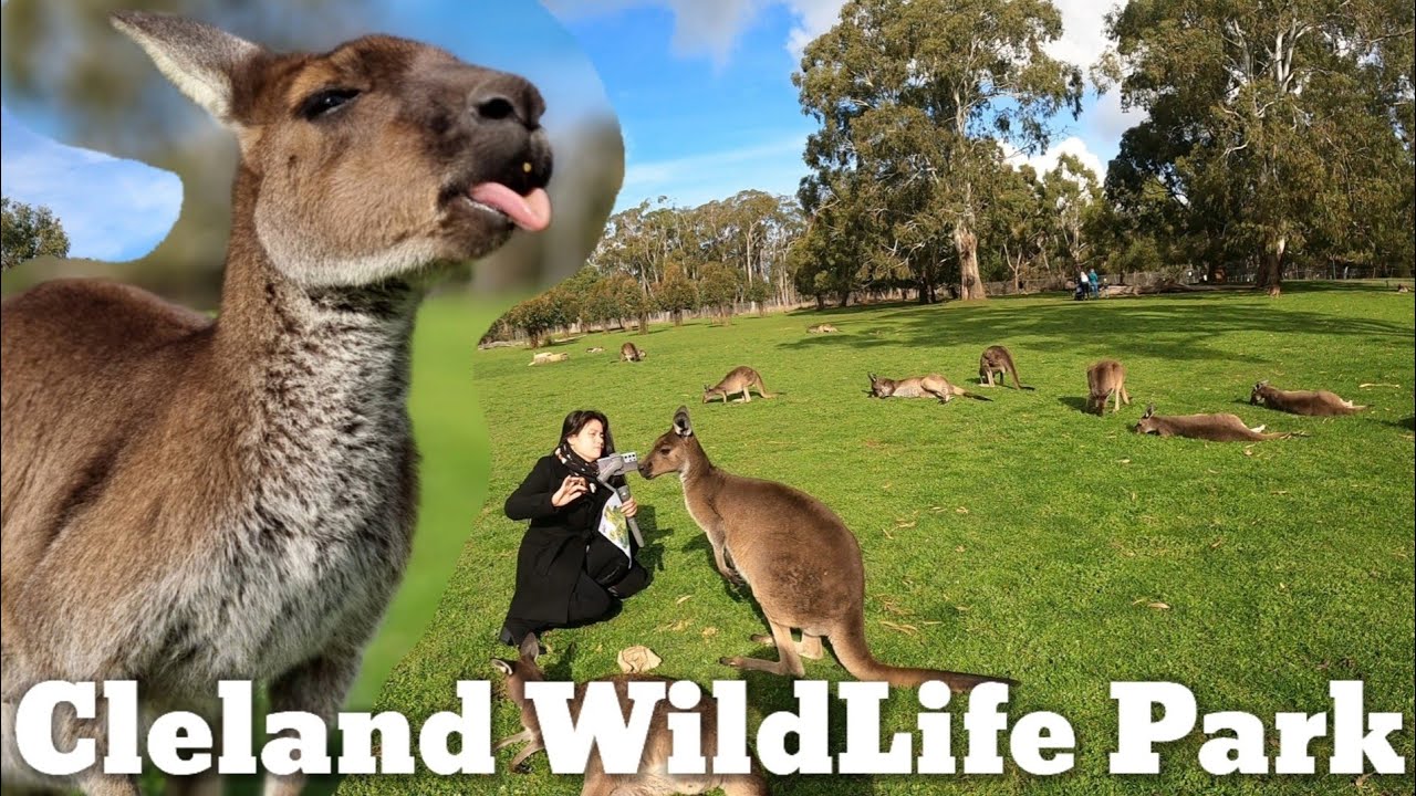Cleland Wildlife Park Adventure at South Australia - YouTube