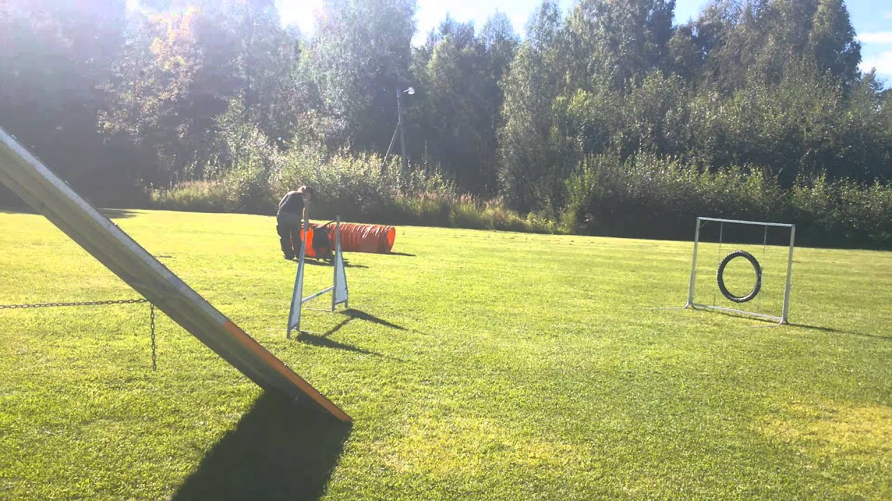 Cane Corso Agility! Sir Lancelot 7.5yrs. - YouTube