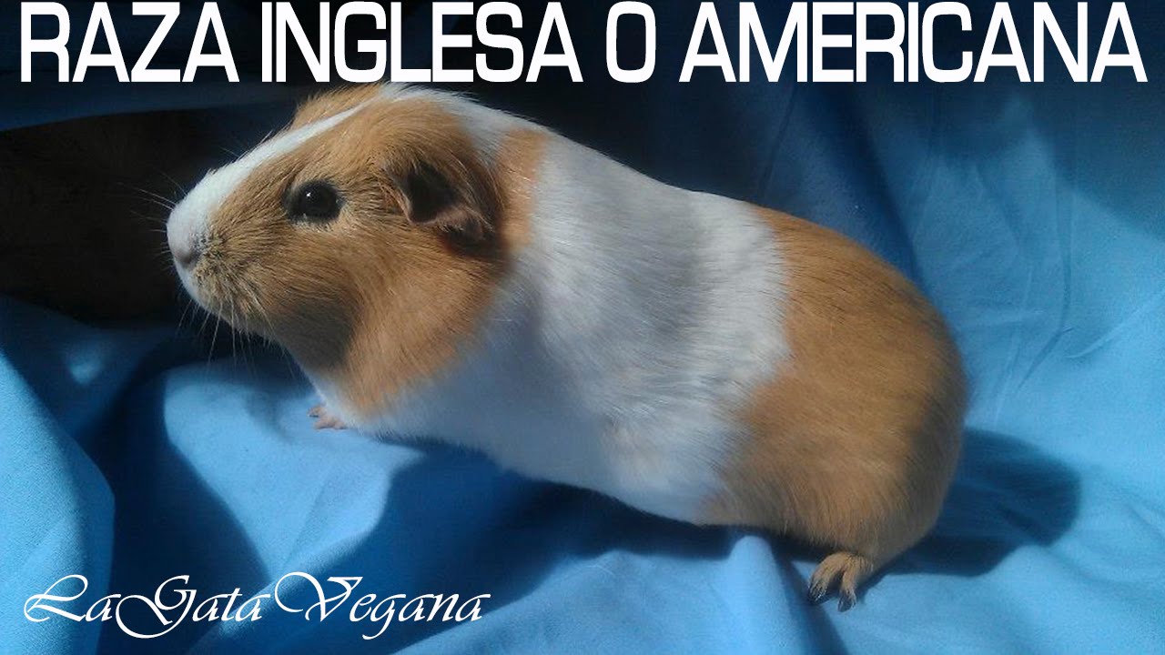 COBAYAS DE RAZA INGLESA O AMERICANA / CARACTERISTICAS GENERALES DE LA ...