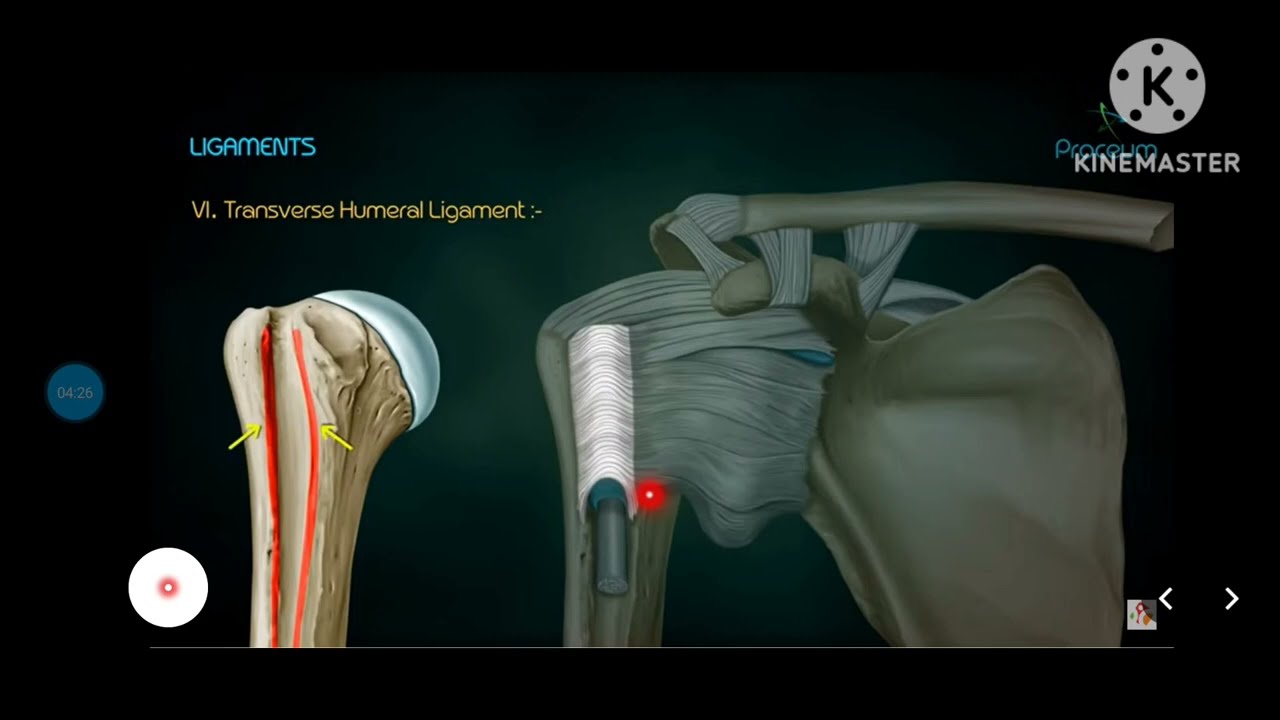SHOULDER JOINT ANATOMY UPPER LIMB IN TAMIL YouTube SHOULDER JOINT ANATOMY UPPER LIMB IN TAMIL YouTube