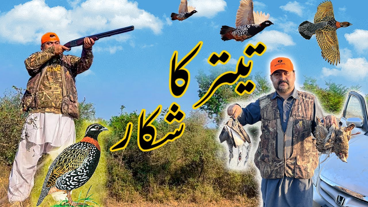Partridge Hunting in Pakistan "Teetar Ka Shikar" | Shikar 2021 | Turi ...