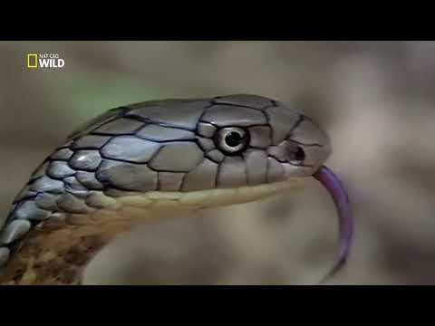 Kobralar En Tehlikeli Yılan - Belgesel kuşağı 3