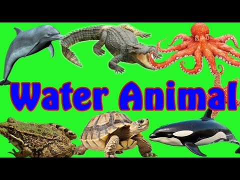 10 water animal name | water animals name spelling with Pictures ...