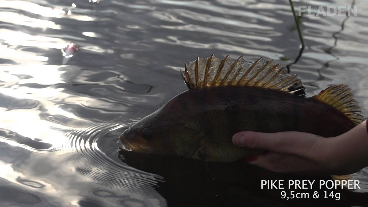 Maxximus Predator Pike Prey Popper 9,5 cm - YouTube