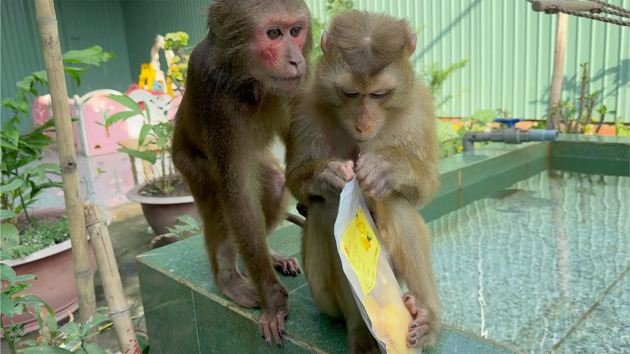Smart boy Sam knows how to take dried mangoes from the bag and eat them ...