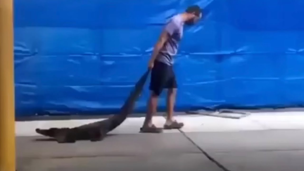 No, you’ve been a bad alligator - YouTube