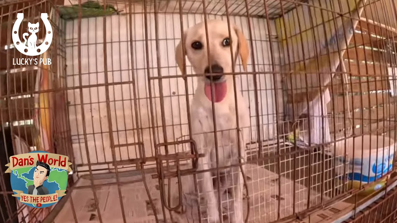 Zante Strays September Update - YouTube