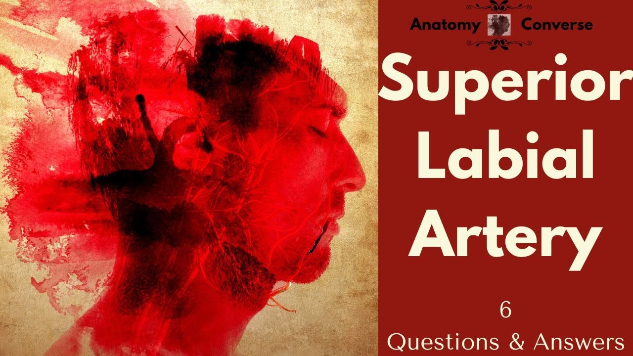 Superior Labial Artery Anatomy 6 Q&A - YouTube