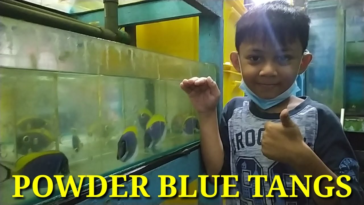 MEDAN MARINE . . . . GUDANGNYA IKAN BOTANA BIRU !!! - YouTube