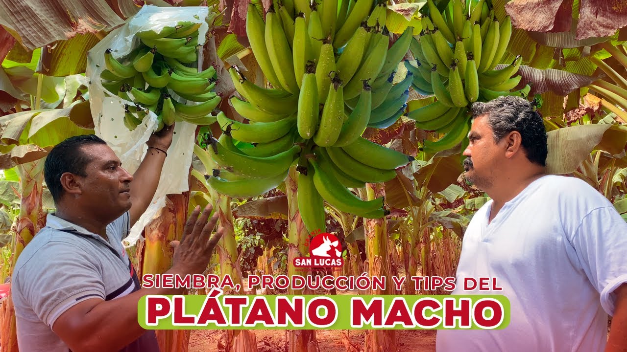 Plátano macho: conoce sus variedades y dónde se produce | Granja San ...