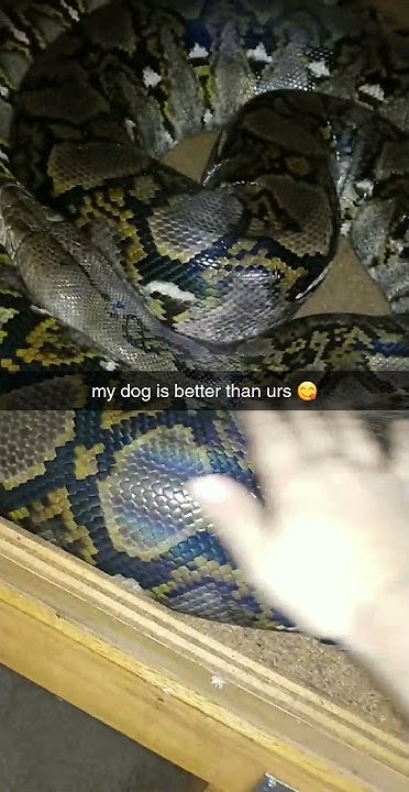 Huge reticulated python - YouTube