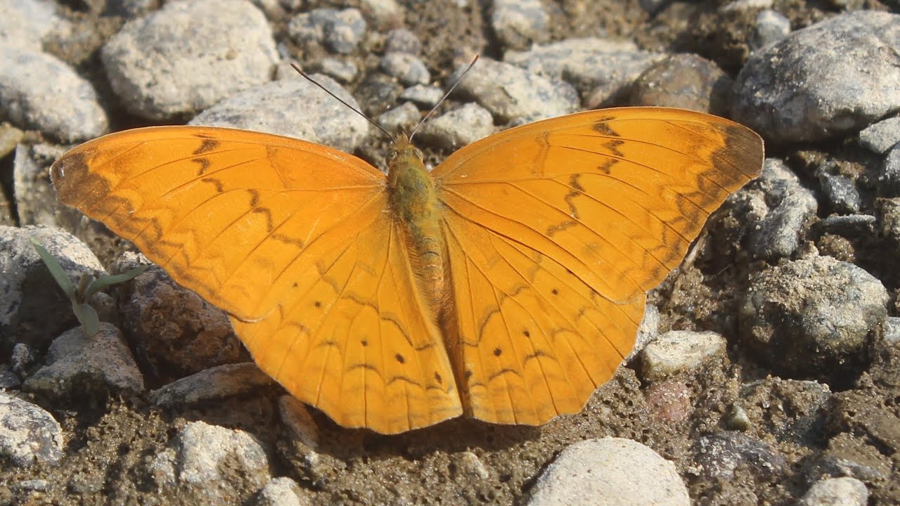 Large yeoman / Northeast India butterfly - YouTube