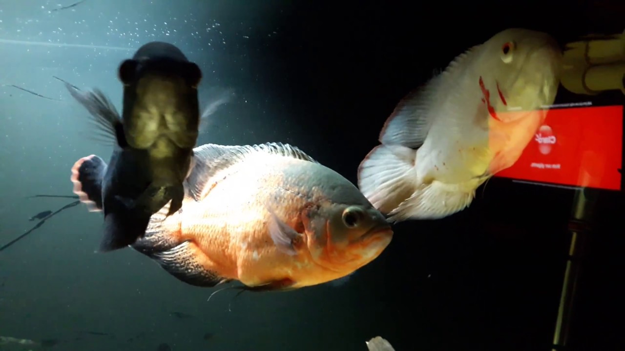 Oscar bronze, albino e tigre! - YouTube