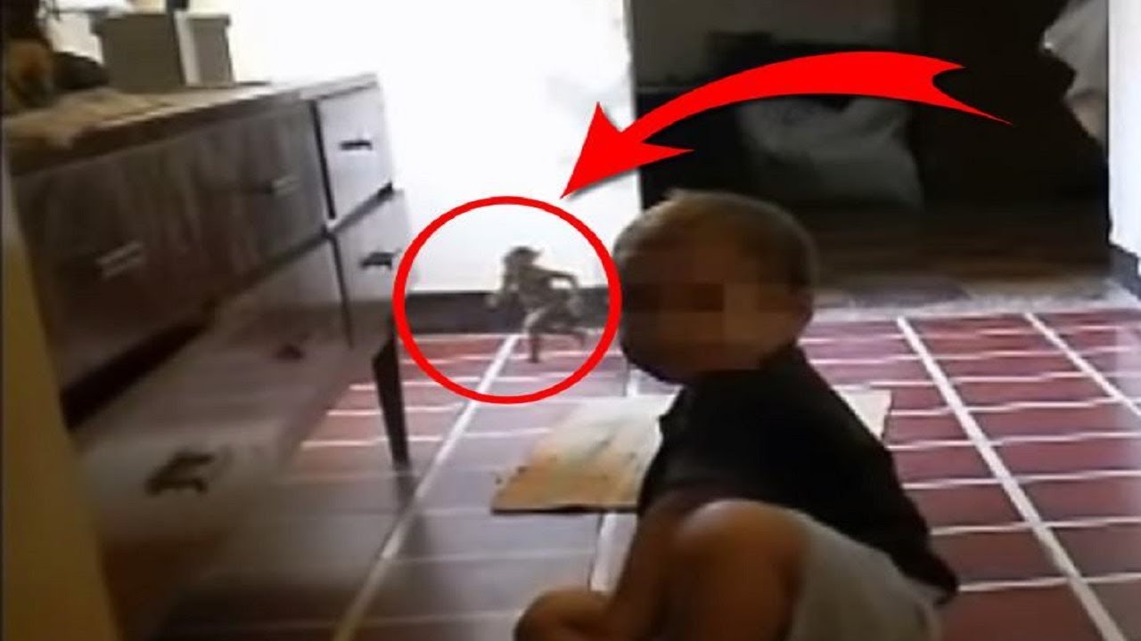 ক্যামেরায় ধরা পরা ভয়ঙ্কর এক ক্ষুদ্র জীব। Tiny Creature Caught On Camera - YouTube