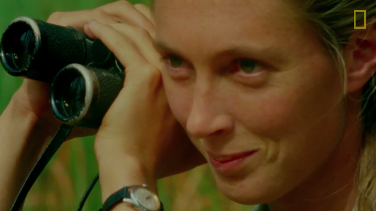 Becoming Jane: The Evolution of Dr. Jane Goodall - YouTube