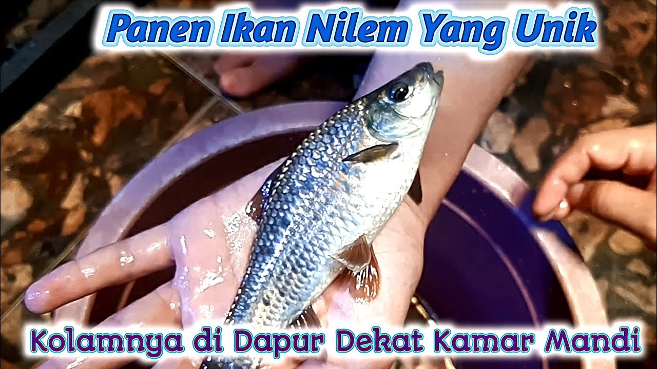 Panen Ikan Nilem Mangut Dalam Rumah, Budidaya ikan melem Yang Kreatif ...