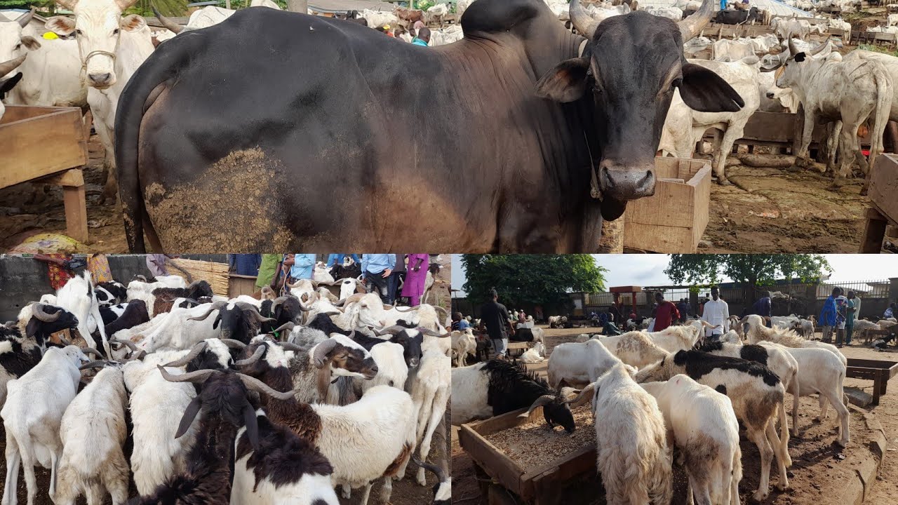 MARKET VLOG || THE BIGGEST COW,GOAT, SHEEP RAM MEAT MARKET | Price Of ...