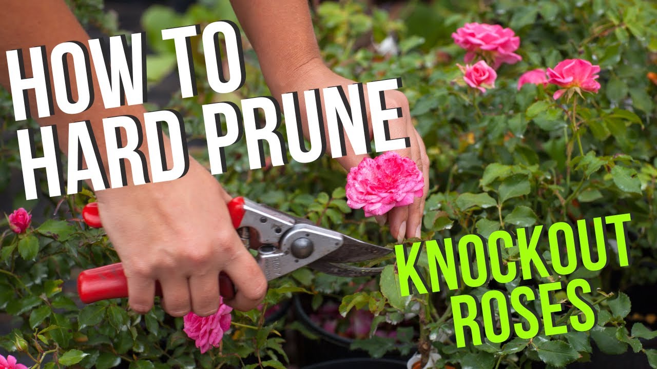 Hard Pruning Knock Out Roses - YouTube