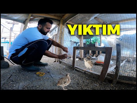 ELAZIĞ'DAN Takipçim Geldi ! Bıldırcın Kafesini Yıktım - Yabani Keklik İyileşiyor - Tavukları Yemleme