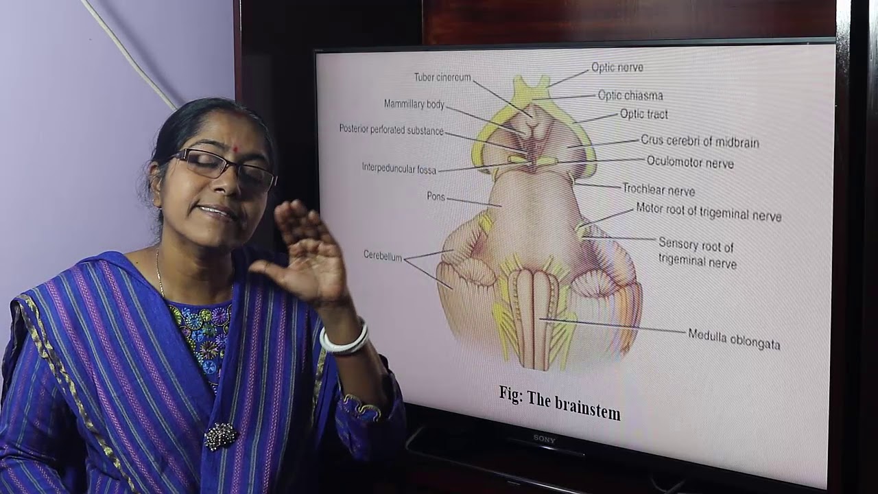 Lecture On Midbrain (Brainstem-Part-I) - YouTube