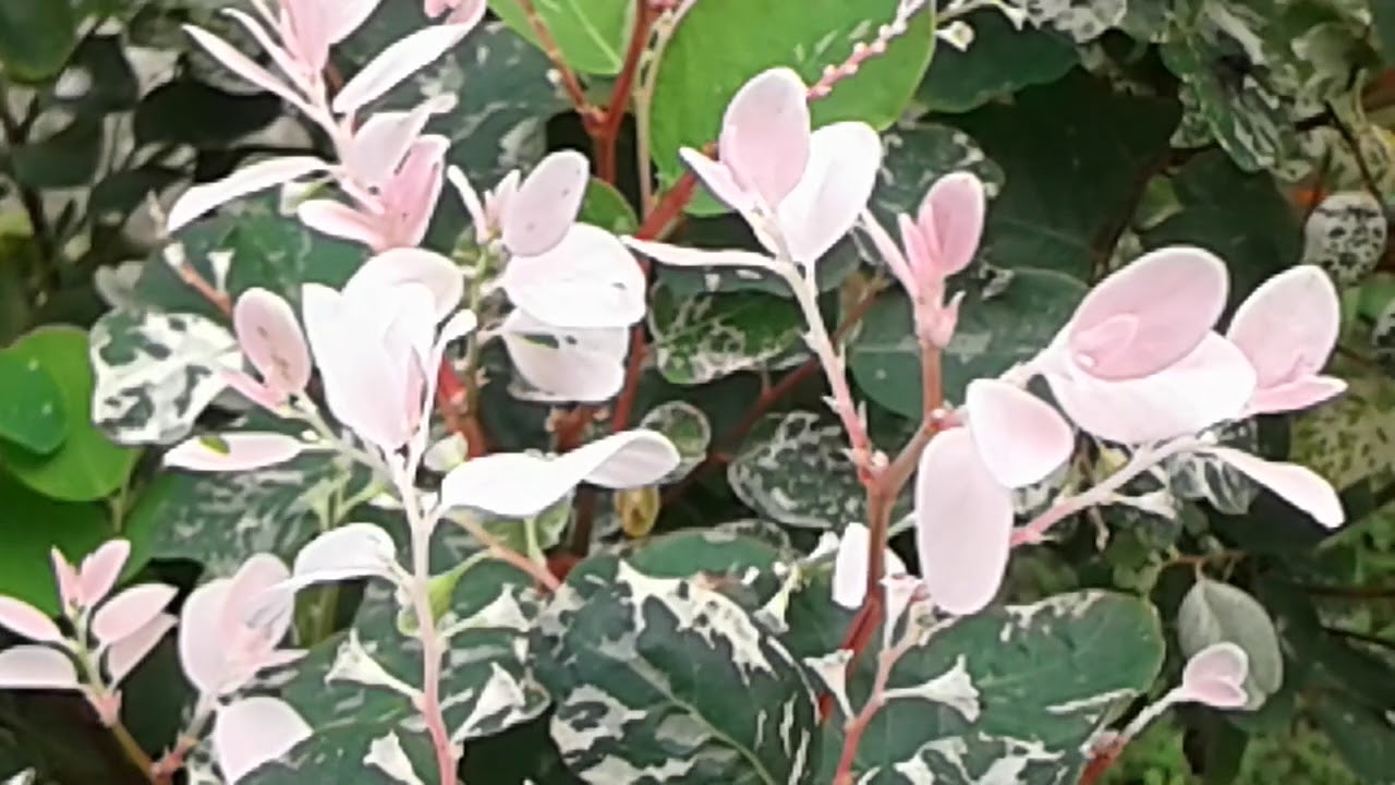 Breynia Plant (Breynia disticha) Planta Mil-Cores - YouTube