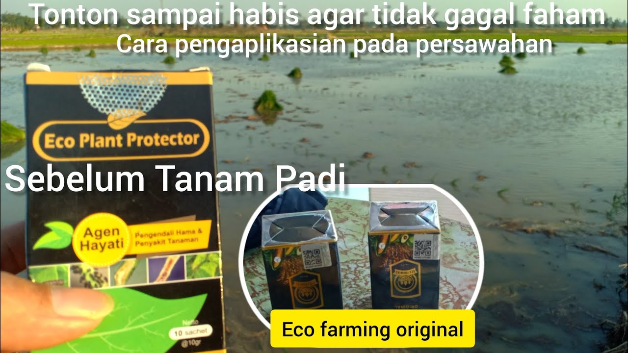 Cara Pengaplikasian Eco Plant Protector dan Eco Farming Original-Lahan ...