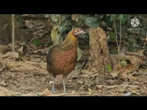 poj qaib seev zoo mp3 - YouTube