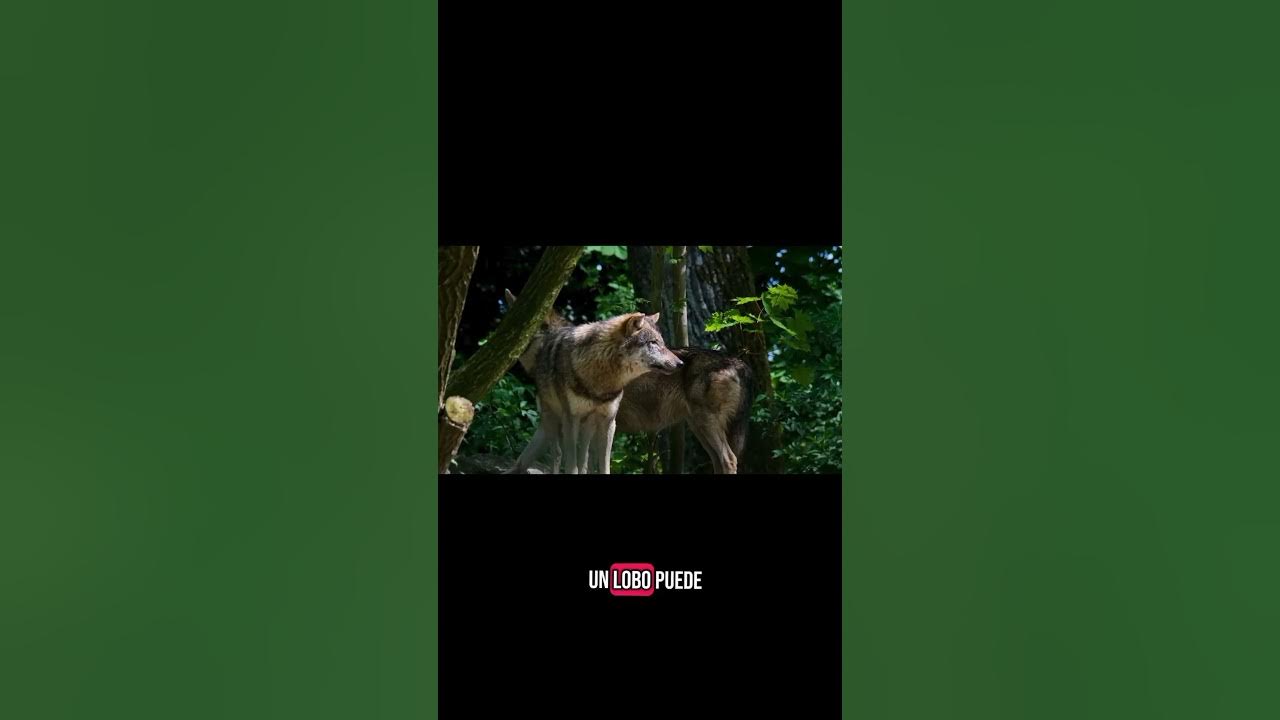 Datos curiosos sobre los lobos - YouTube