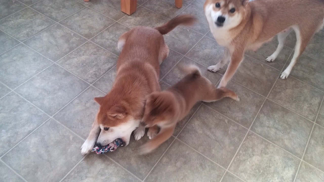 Mom and Dad shiba training their pup - YouTube