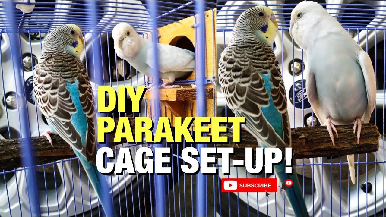 CAGE SETUP FOR PARAKEETS - YouTube
