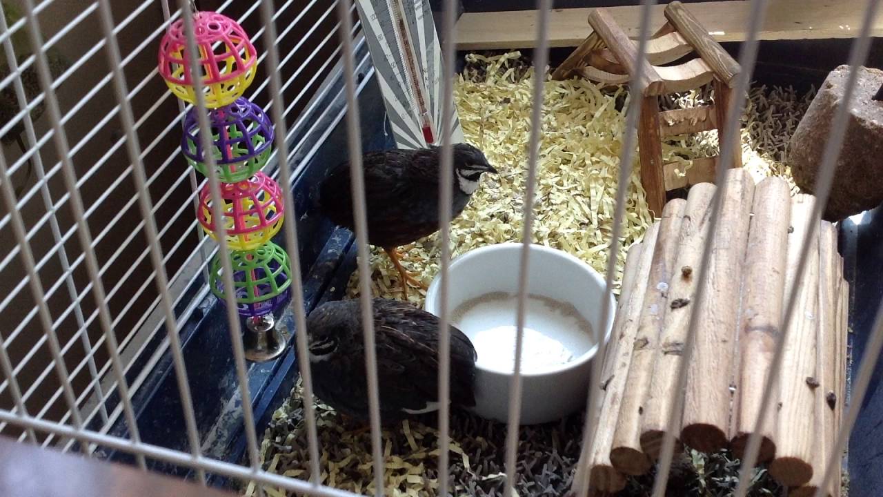 2 male button quail crowing with a growl - YouTube