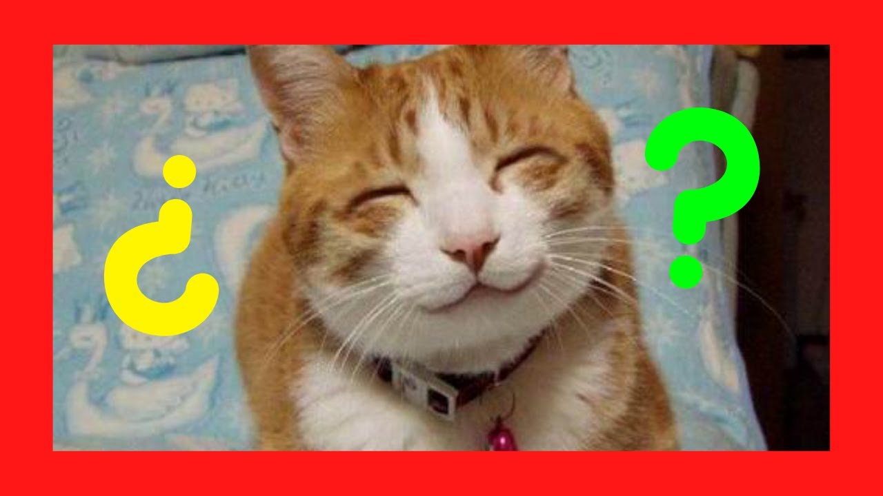 FunNymals | Animales 🙈 GRACIOSOS Y DIVERTIDOS 🤣 - YouTube