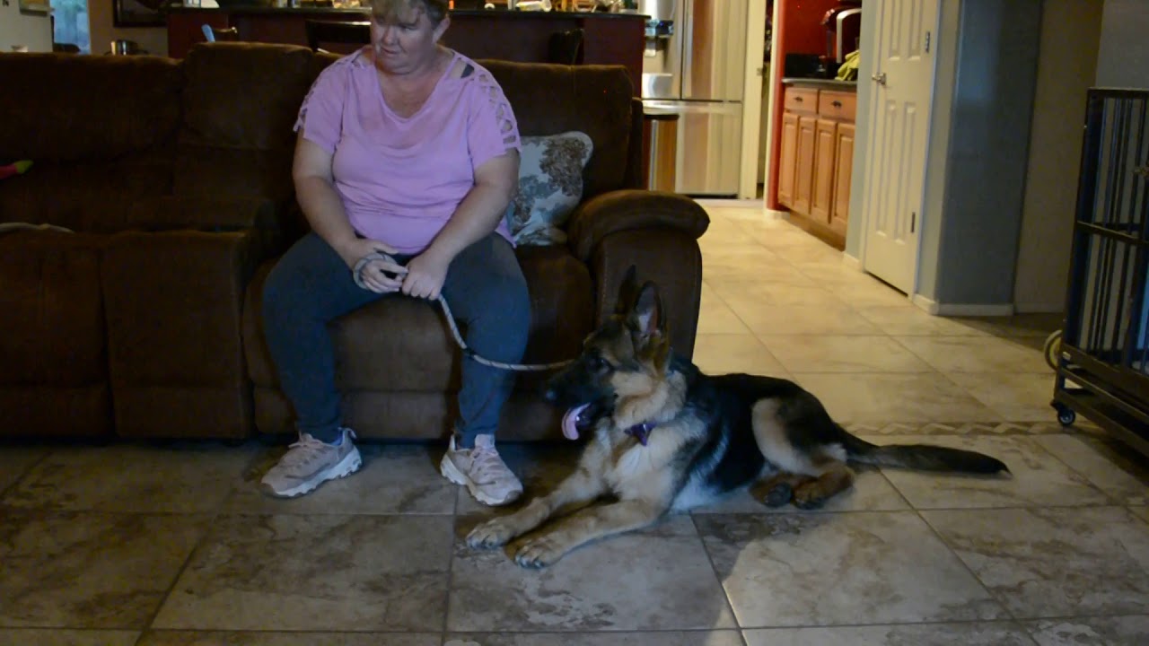 german shepherd puppy dog with fear aggression v2 of 12 - YouTube
