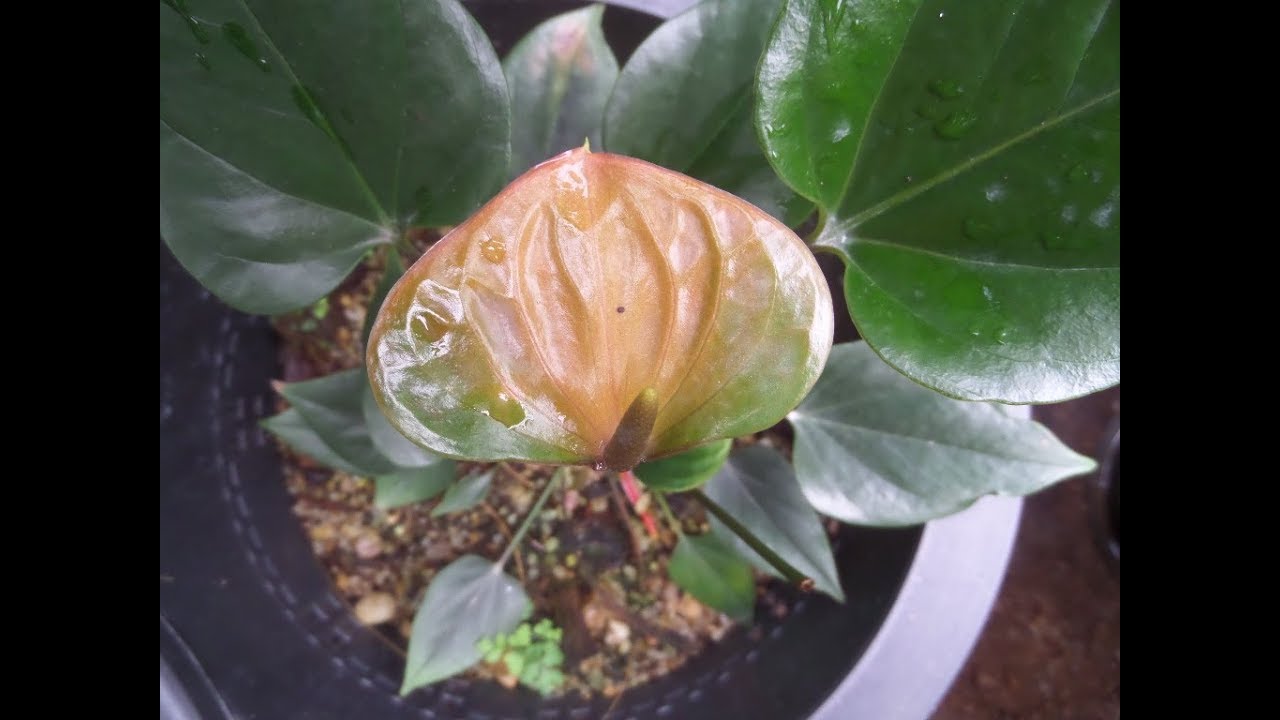 Gold Anthurium - YouTube