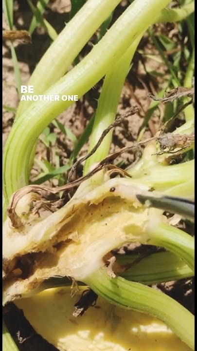 Get Rid Of This Garden Pest Before It’s Too Late! - YouTube Get Rid Of This Garden Pest Before It’s Too Late! - YouTube