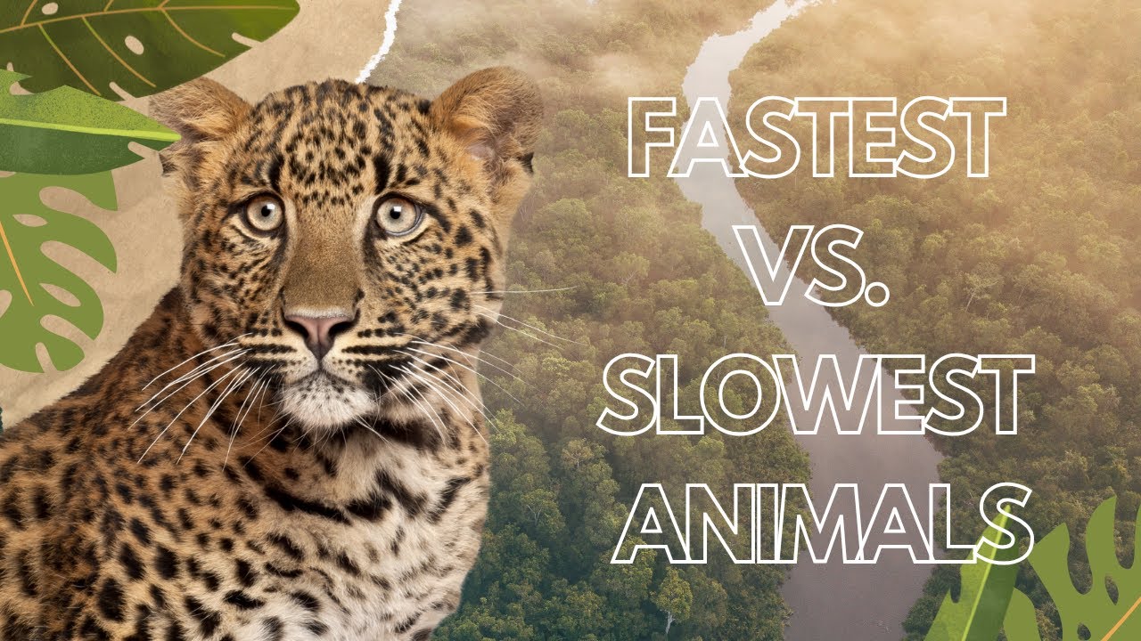 Fastest vs Slowest Animals in the World - YouTube