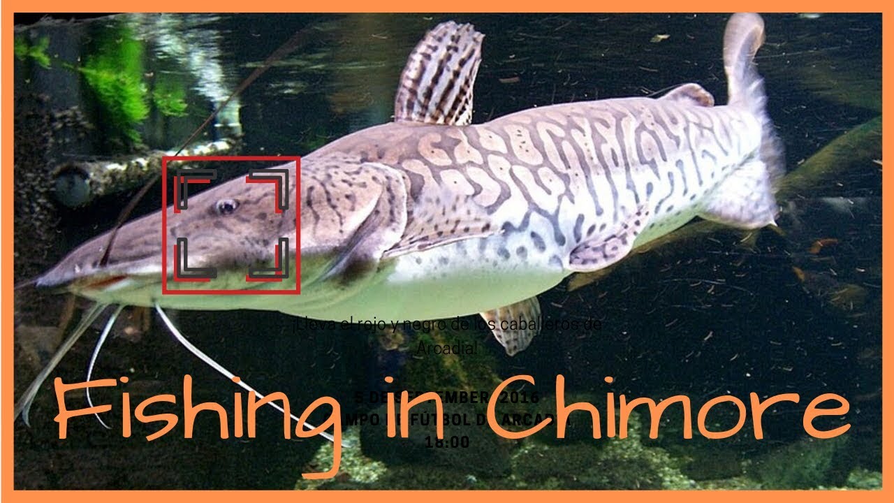 FISHING 🐟 IN CHIMORE [Puerto Villarroel BOLIVIA] Pesca de Surubi - YouTube