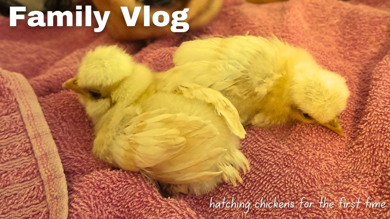 Hatching Chickens for the First Time & bit of the Rugby World Cup - YouTube