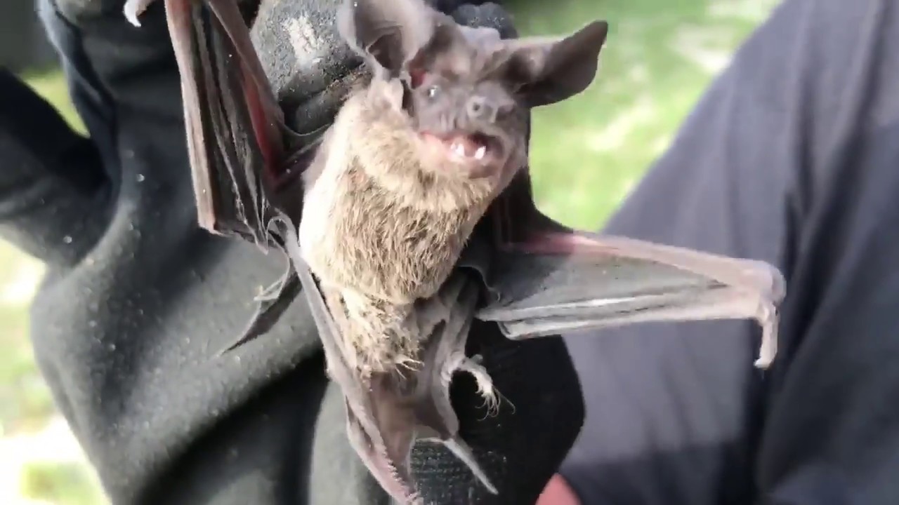 Mexican Free-Tailed Bat - YouTube