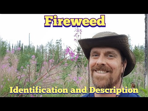 What Is The Scientific Name Of Fireweed