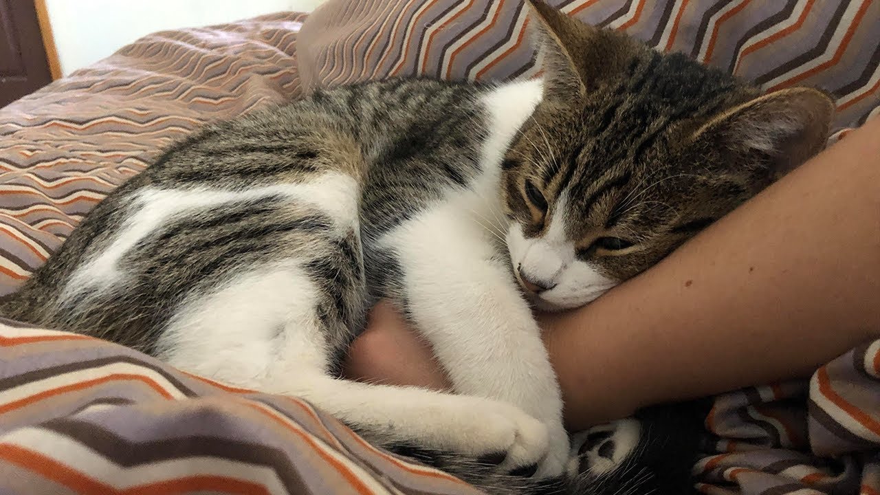 True love is how excited your cat gets when you get home - Emotional ...