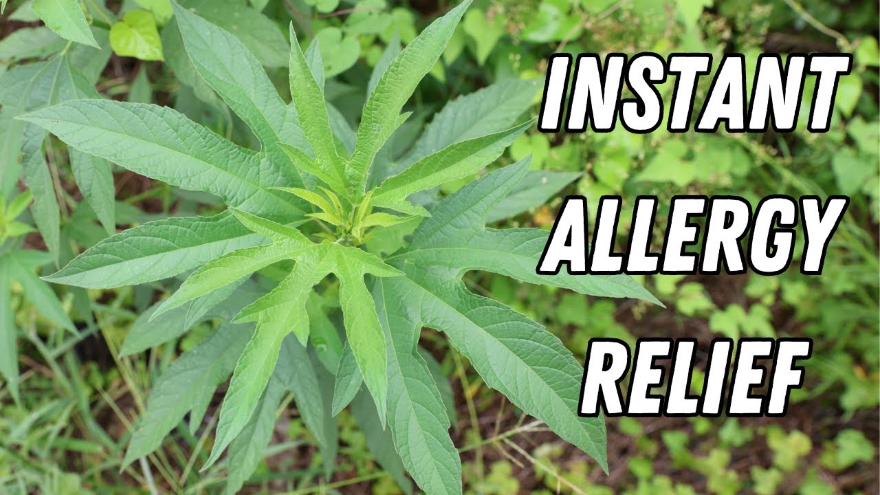 Stop Allergies In Their Tracks With This Common Wild Herb - YouTube