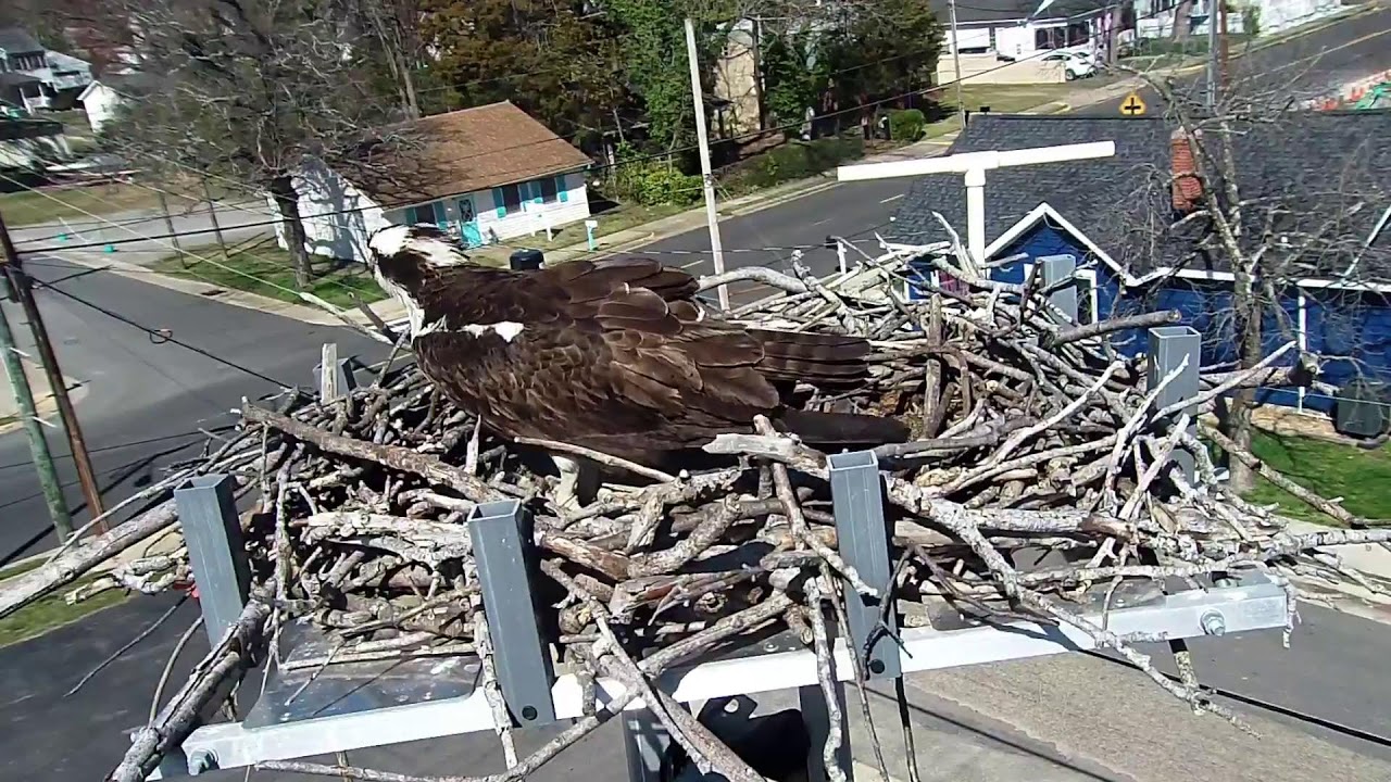 Colonial Beach Osprey Nest Cam - YouTube