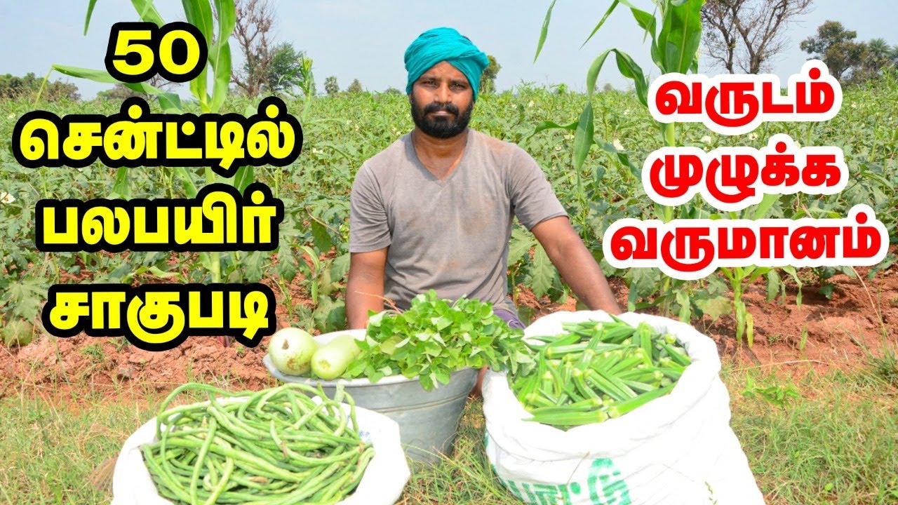 Multi crop | 50 சென்ட்டில் தொடர்ச்சியான வருமானம் | பல பயிர் சாகுபடியில் ...