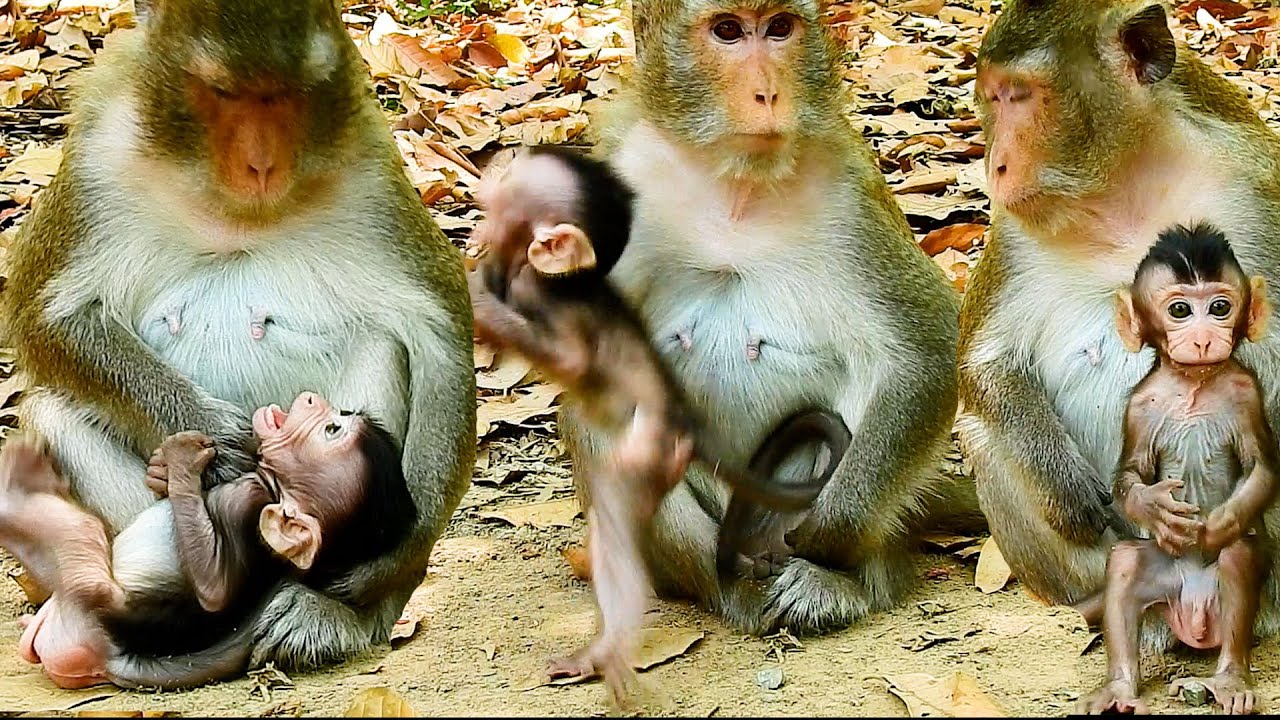 BreakingHeart!... Mommy Monkey Anna At-ta-ck_Be-at_ Baby Monkey Arian ...