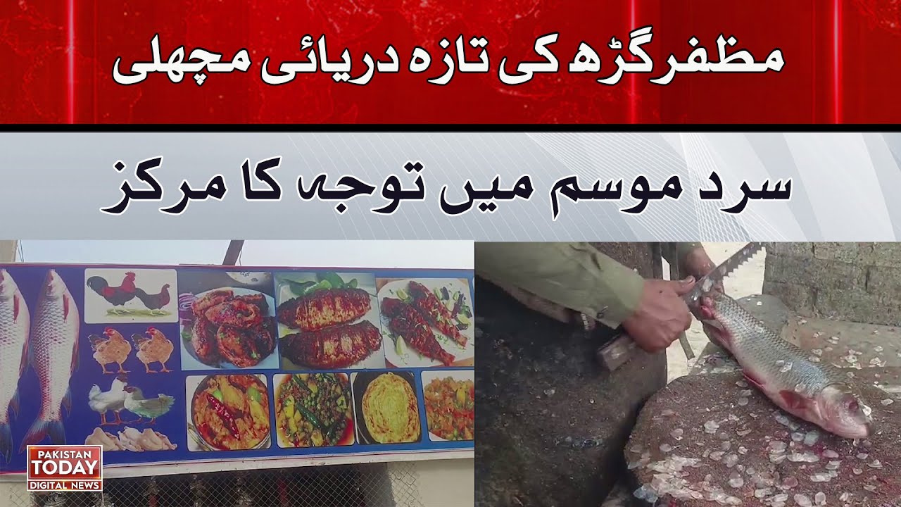 Fresh river fish of Muzaffargarh. Center of attraction in cold season ...